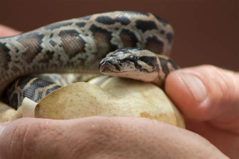 Burmese Python Hatchlings On The Move By Conservancy Of Swfl Environmental Science