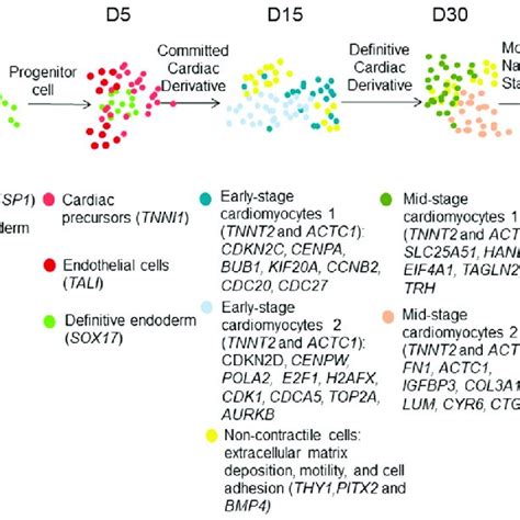 Cellular Heterogeneity And Gene Expression During Cardiac Download