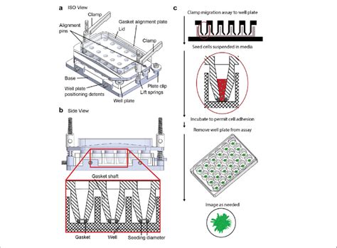 Radial Migration Assay Overview And Model Application A Isometric