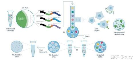 转录组测序（rna） 知乎