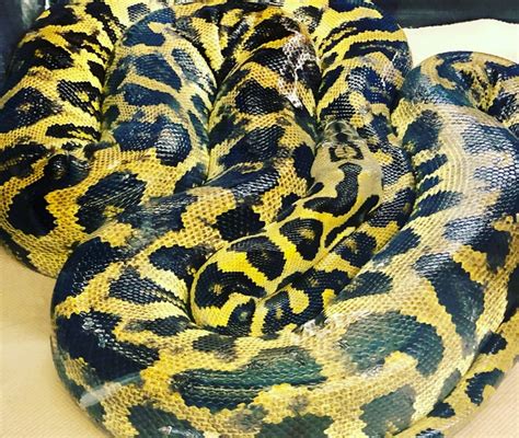 Burmese X Ball Python Hybrid At Kenneth Bray Blog