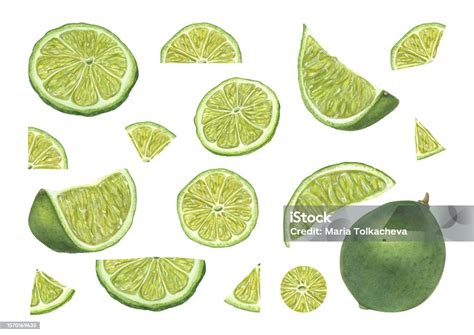 다양한 모양의 석회 조각으로 설정된 수채화 신선한 과일 성분 잘 익은 육즙이 많은 감귤류 메뉴 칵테일 파티 전단지 엽서 디자인용 일러스트 0명에 대한 스톡 벡터 아트 및