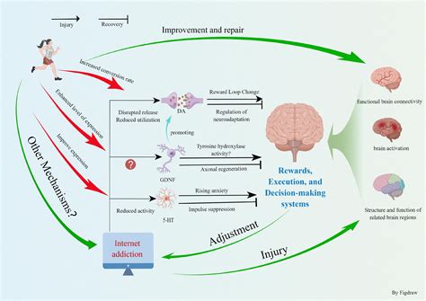 Frontiers Overview On Brain Function Enhancement Of Internet Addicts Through Exercise