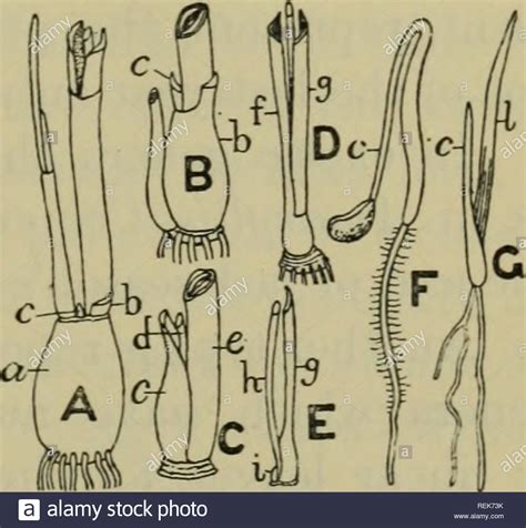 Liliaceae Classification