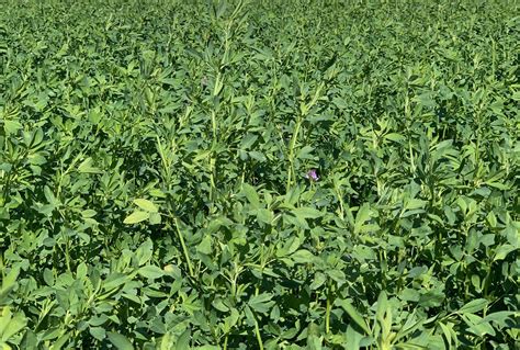 Publications Breeding Insight