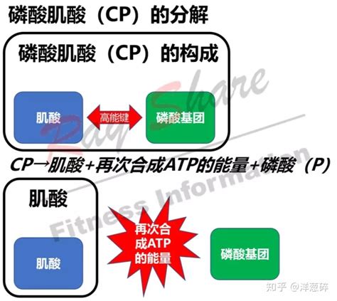 cp分解实现 人体供能系统之磷酸原系统（atp cp） csdn博客