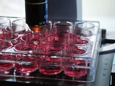 LABTips Preventing Cell Line Misidentification American Laboratory