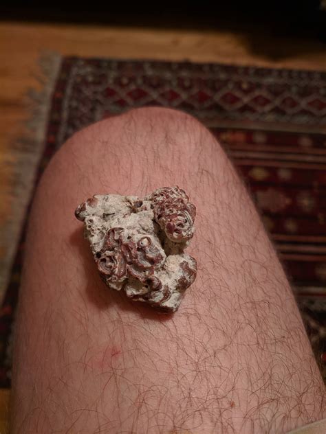 I Think This Is A Fossil Coral Or Shellfish But Im Not Sure Can