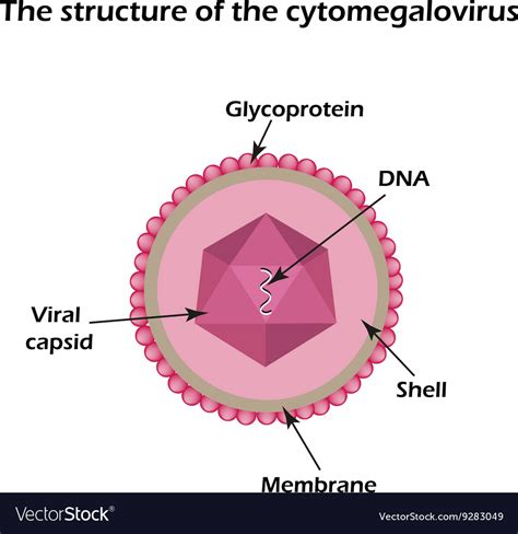 Structure Of The Cytomegalovirus Infographics Vector Image