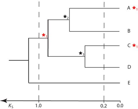 Fig S2 Ks Based Hierarchical Clustering Tree For A Hypothetical Download Scientific Diagram