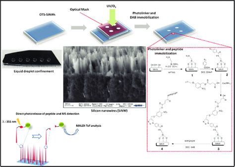 Sem Image Of Silicon Nanostructures Surface Preparation Steps Liquid