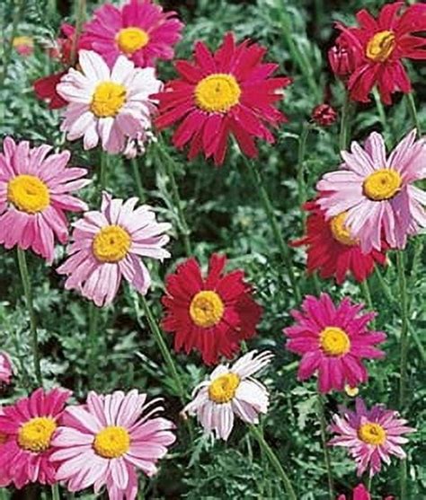 Robinsons Pyrethrum Daisy Mixture Seed Sun Loving Perennial Flower