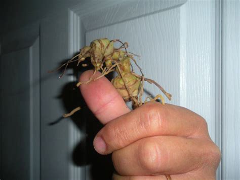Root That Looks Like An Insect Or Insect That Looks Like A Root What S That Bug