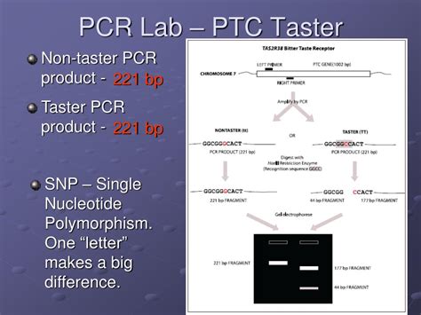Ppt Ptc Can You Taste Bitter Powerpoint Presentation Free Download Id 6599209