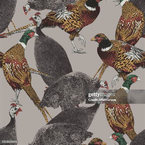 31 Pheasant Feather Vector High Res Illustrations Getty Images