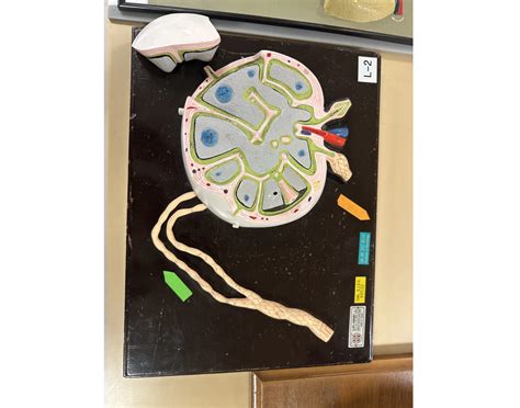 Lymph Node Quiz