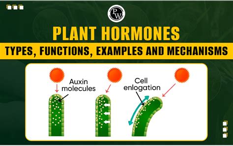 Plant Growth Regulators How To Use Them In Plant And Tree Care
