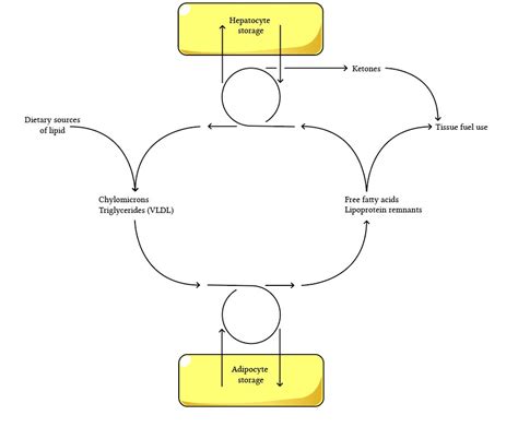 Metabolic Functions Of The Liver Deranged Physiology