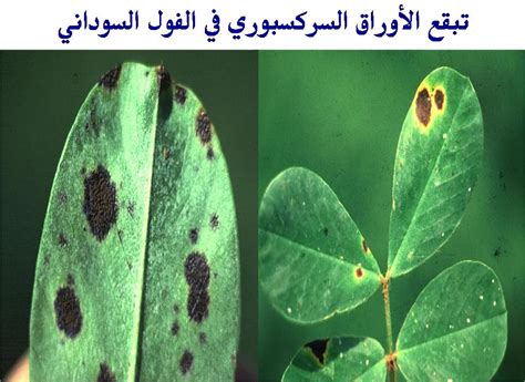 تبقع اوراق الفول السوداني الفطريات وأمراض النبات