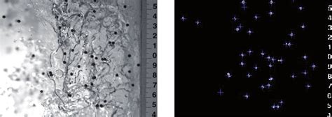Example Of Results Of The Particle Tracking Procedure The Fluid Is