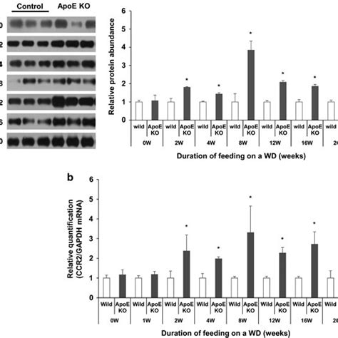 The Systemic Expression Of T Cell Derived Cytokines In Apoe− − And