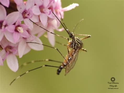 Aedes Sexlineatus INaturalist