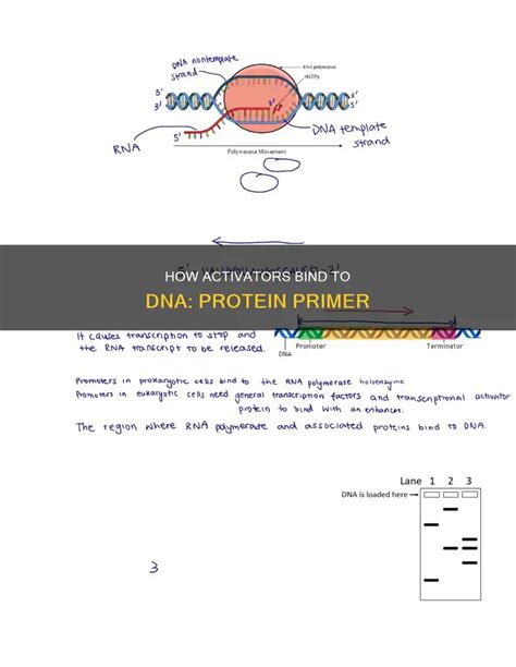 How Activators Bind To Dna Protein Primer Medshun