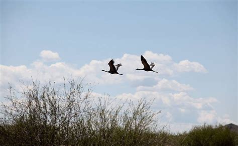 “Цэн тогоруу” нислээ
