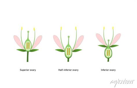 Classification Of The Flower Ovary Based On Position Vector Posters