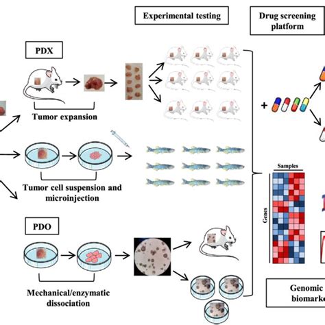 Schematic Representation Of Patient Derived Model And Their