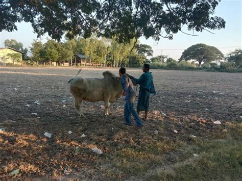 မြစ်သားမြို့နယ် မွေးမြူရေးနှင့်ကုသရေးဦးစီးဌာနမှ ကျွဲနွားတိရစ္ဆာန်မ
