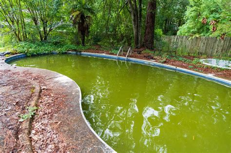 How To Get Rid Of Algae In Your Pool Ultra Pool Care Squad