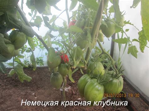 "Томаты-клубники" | Дачная Коллекция