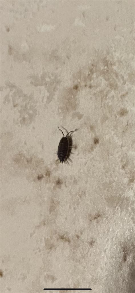 In Kitchen In Nj R Whatisthisbug