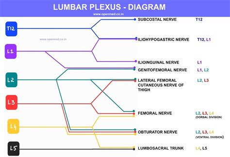 Lumbar Plexus Artofit