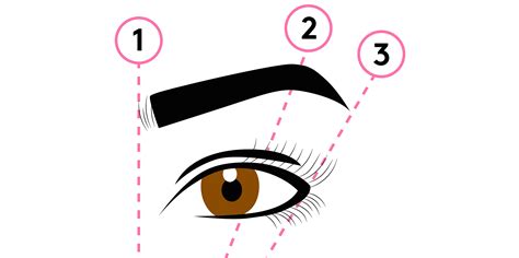 Eyebrow Mapping Is The Secret To Perfectly Shaped Brows Eyebrows Brows Perfect Eyebrows