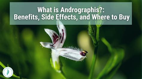 What Is Andrographis Benefits Side Effects And Where To Buy Snow Holistic Health