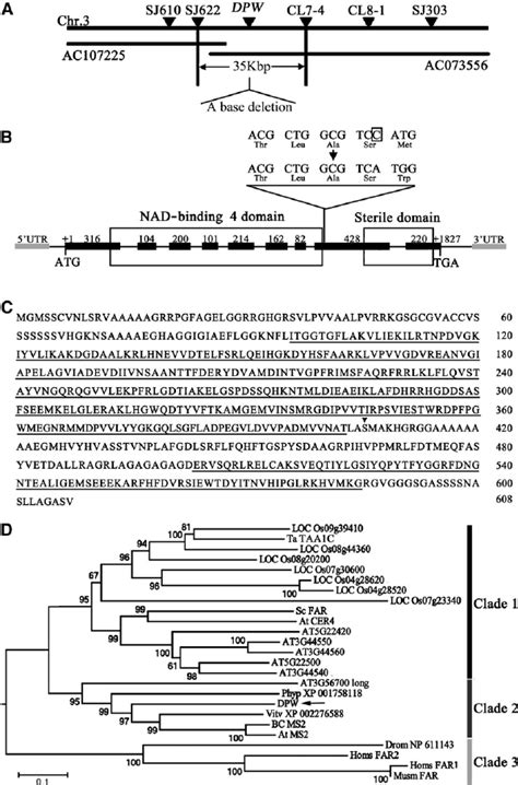 Molecular Identification And Sequence Analysis Of Dpw Download