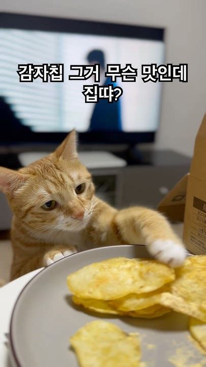 감자칩을 노리는 면식범 고양이 육묘 Cat Youtube