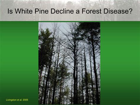Ppt White Pine Decline In Maine Powerpoint Presentation Free