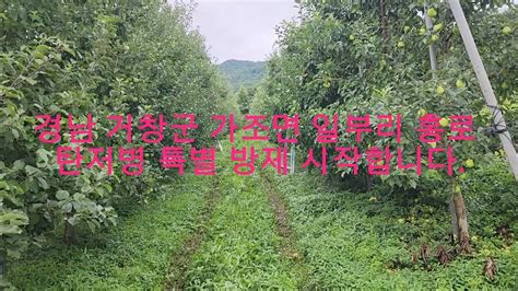 230716일 경남거창가조도리 사과탄저병 홍로탄저병방제 사과탄저병예방 탄저병치료 올해사과농사최고 어디에나미생단특별