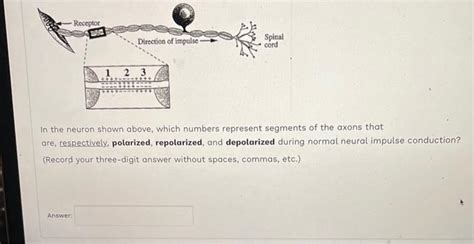 Solved In The Neuron Shown Above Which Numbers Represent Chegg