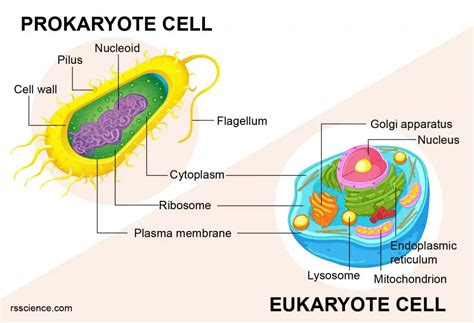 Prokaryotes Lack
