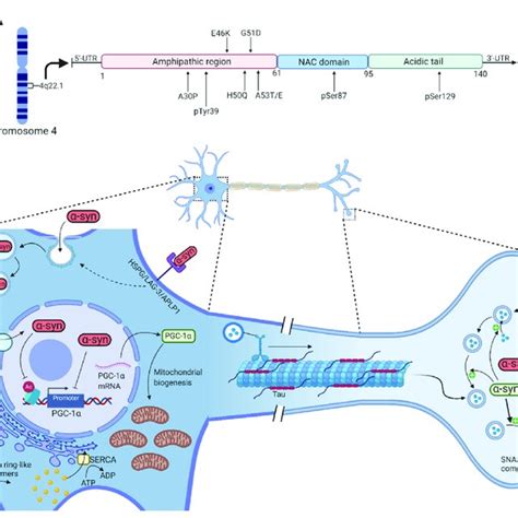 synuclein function and pathology a shows a schematic representation