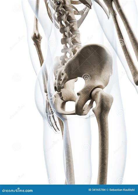 Human Skeleton System Tibia And Fibula Bone Joints Anatomy Royalty Free