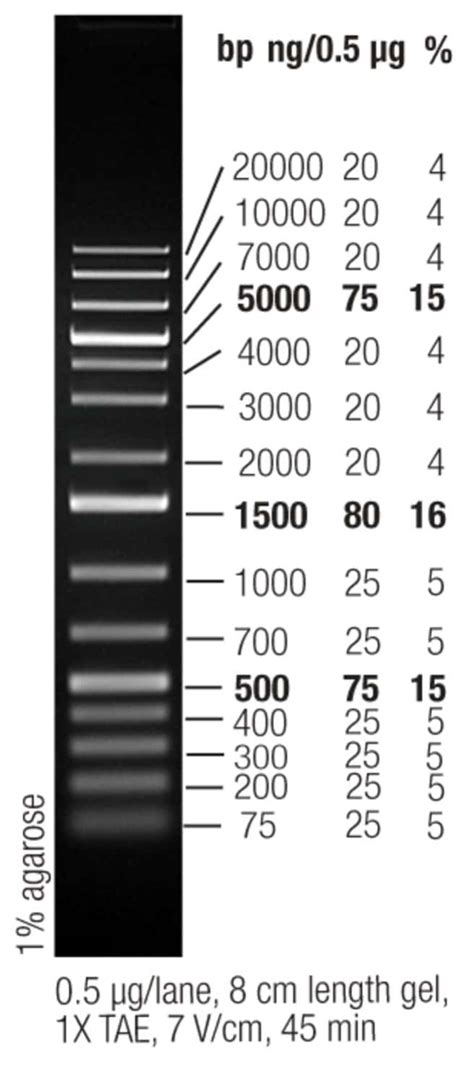 Solved Using The Fragment Size Of The DNA Markers From Well Chegg