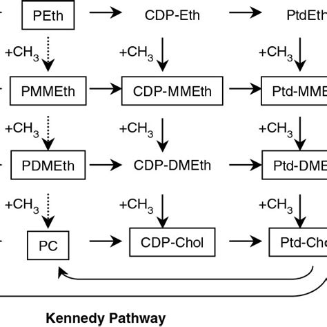 A Schematic Representation Of Pathways Of Choline Phosphatidylcholine Download Scientific