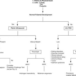 Primary Amenorrhea Algorithm