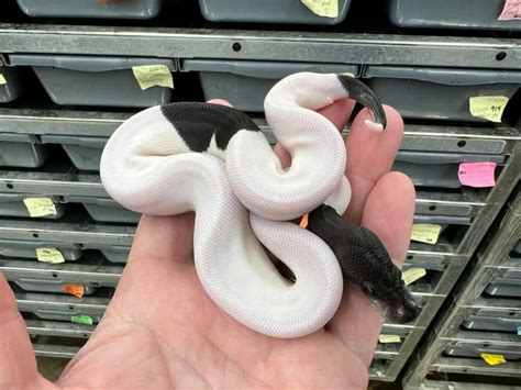 Pie Bald Freeman Ballpython