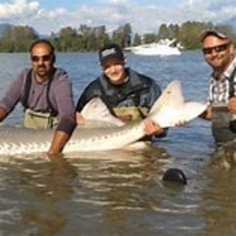 Record White Sturgeon